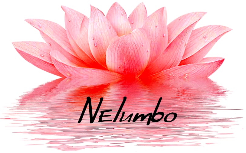 Nelumbo – Juno Publishing